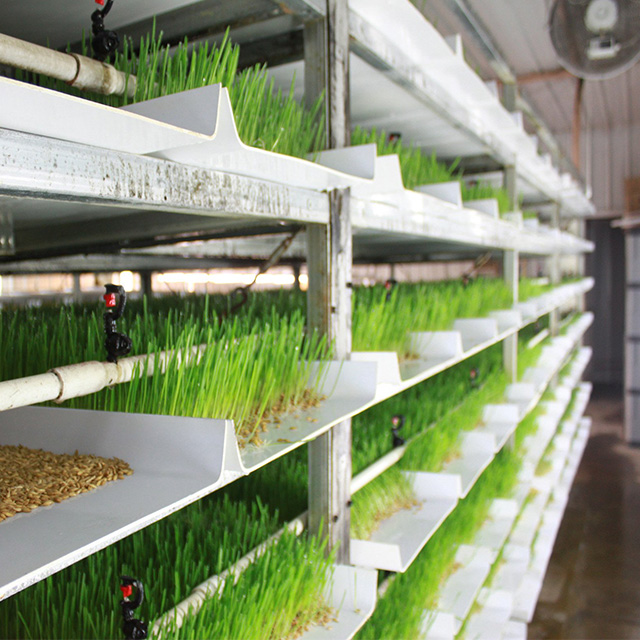 Poultry Hydroponic Green Forage Sprouted Barley Fodder System