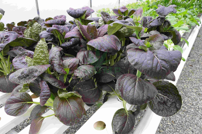 Commercial Rectangular Nft Channels Growing System - Thump Supplier