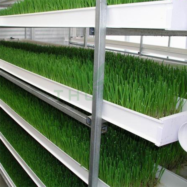 Hydroponic Vertical Barley Fodder Growing System For Sale - Thump