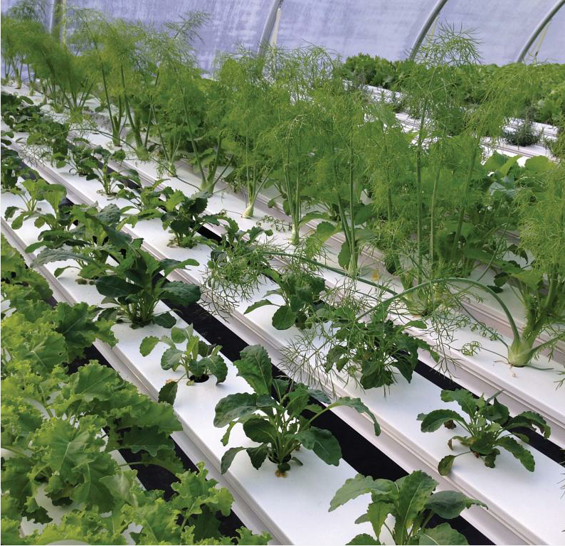 Commercial Rectangular Nft Channels Growing System - Thump Supplier