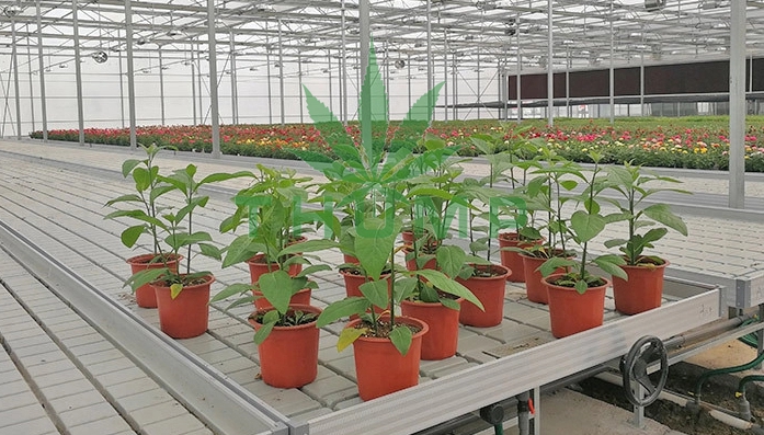 Hydroponic Flood And Drain Table Vertical Farming System - Thump Supplier